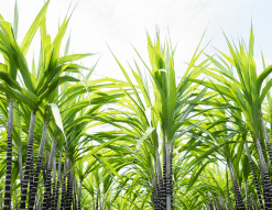 Hydrolite® 5 Green - Bronson & Jacobs International Co., Ltd.